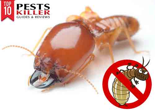 Best Termite Killer (January 2026) – Buyer’s Guide and Reviews
